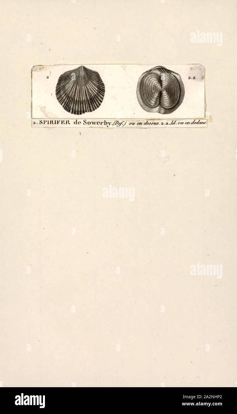 Spirifer hi-res stock photography and images - Alamy