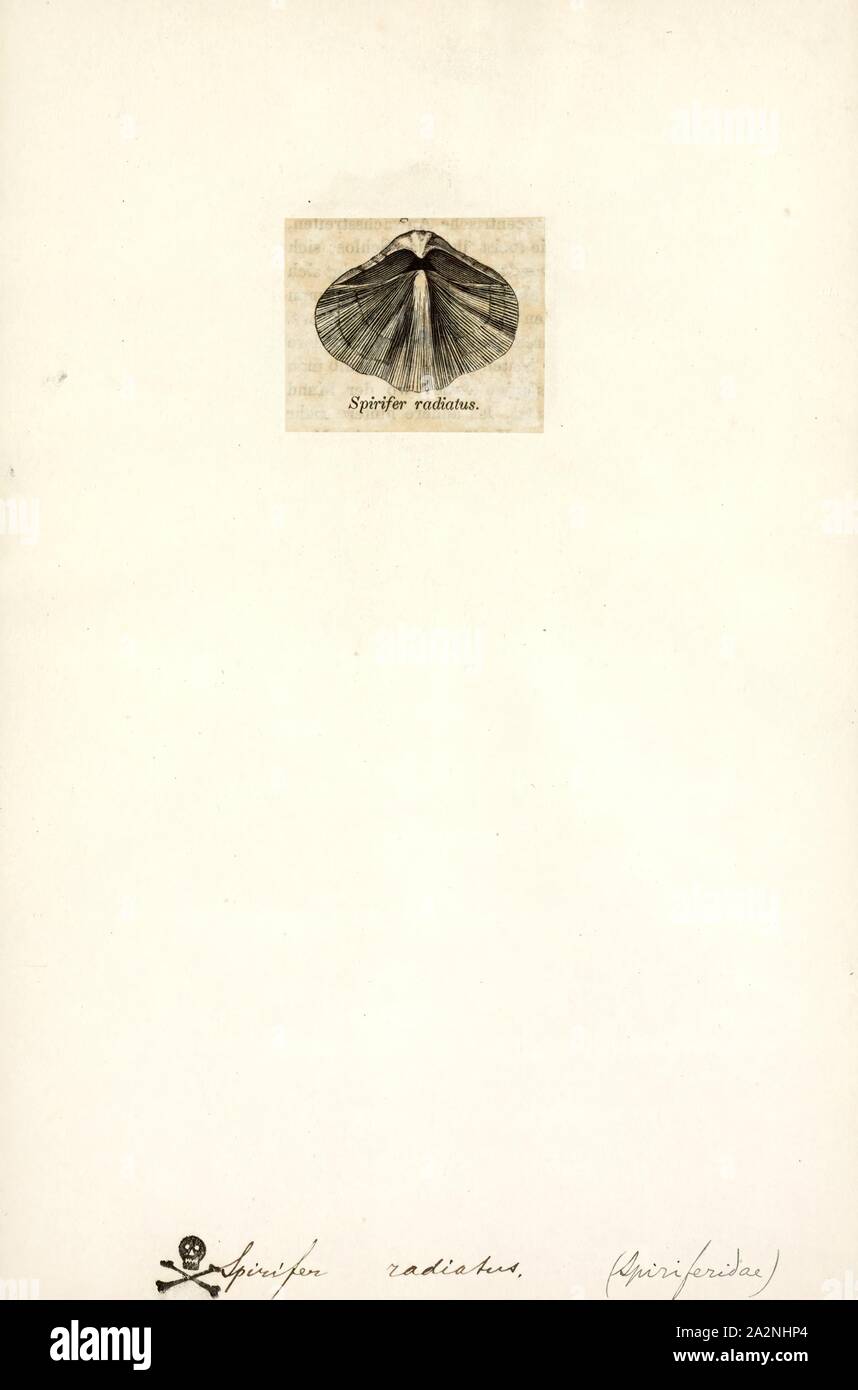 Spirifer radiatus hi-res stock photography and images - Alamy