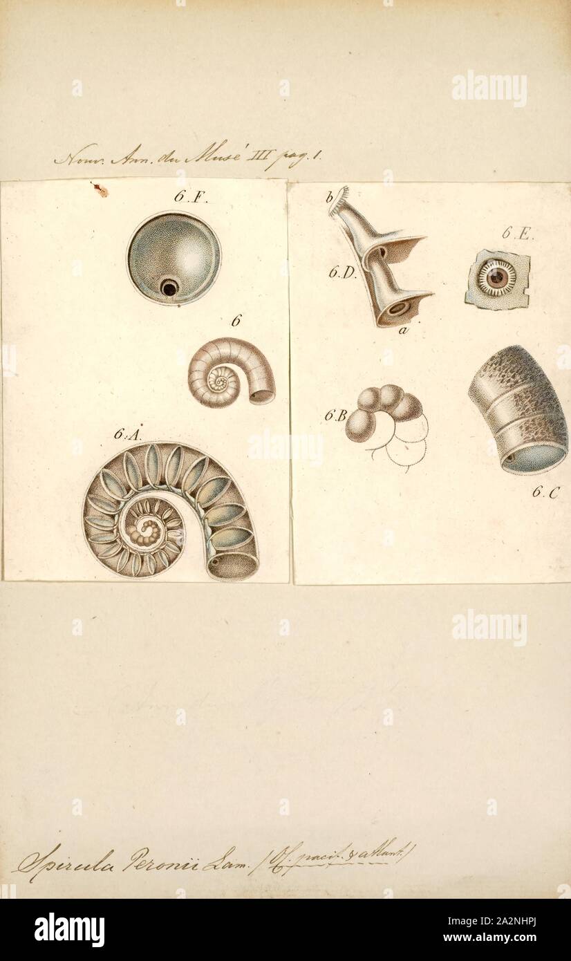Rams Horn Squid High Resolution Stock Photography and Images - Alamy