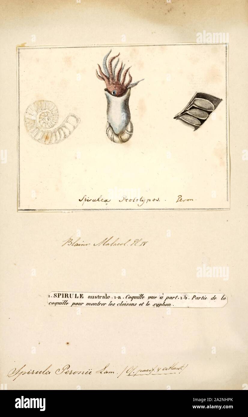 Horn like shape hi-res stock photography and images - Alamy