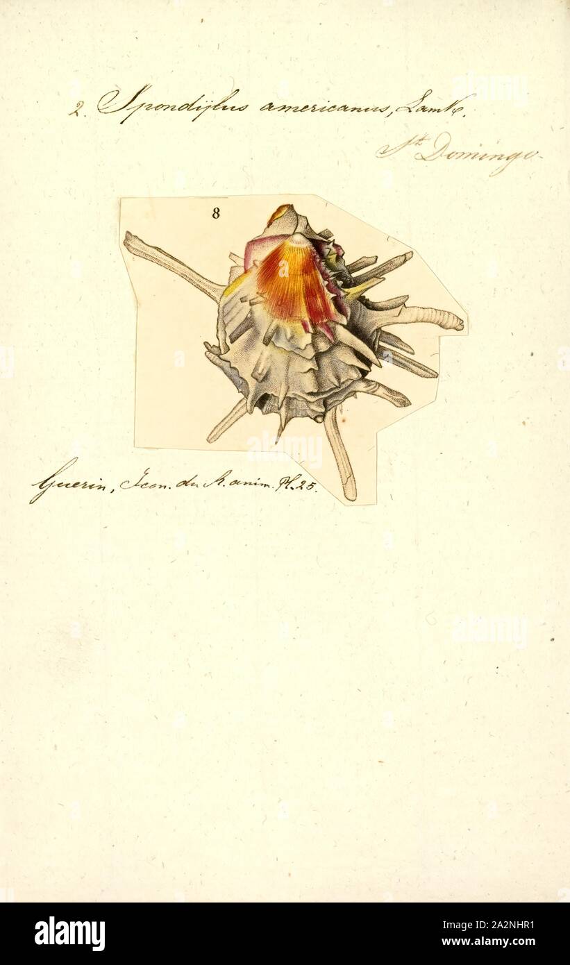 Atlantic thorny oyster spondylus americanus bivalve hi-res stock ...