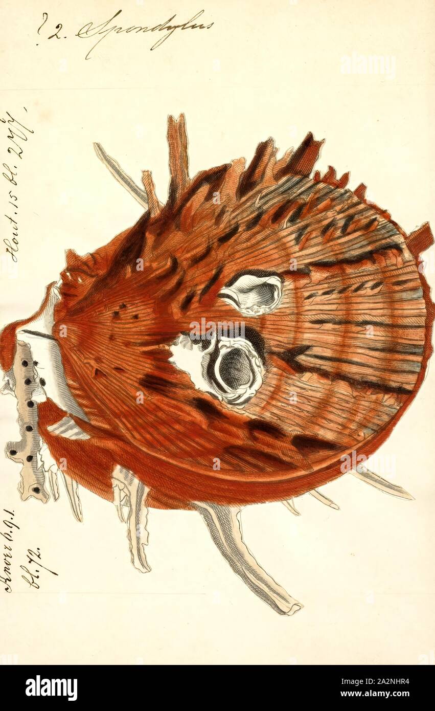 Atlantic thorny oyster spondylus americanus bivalve hi-res stock ...