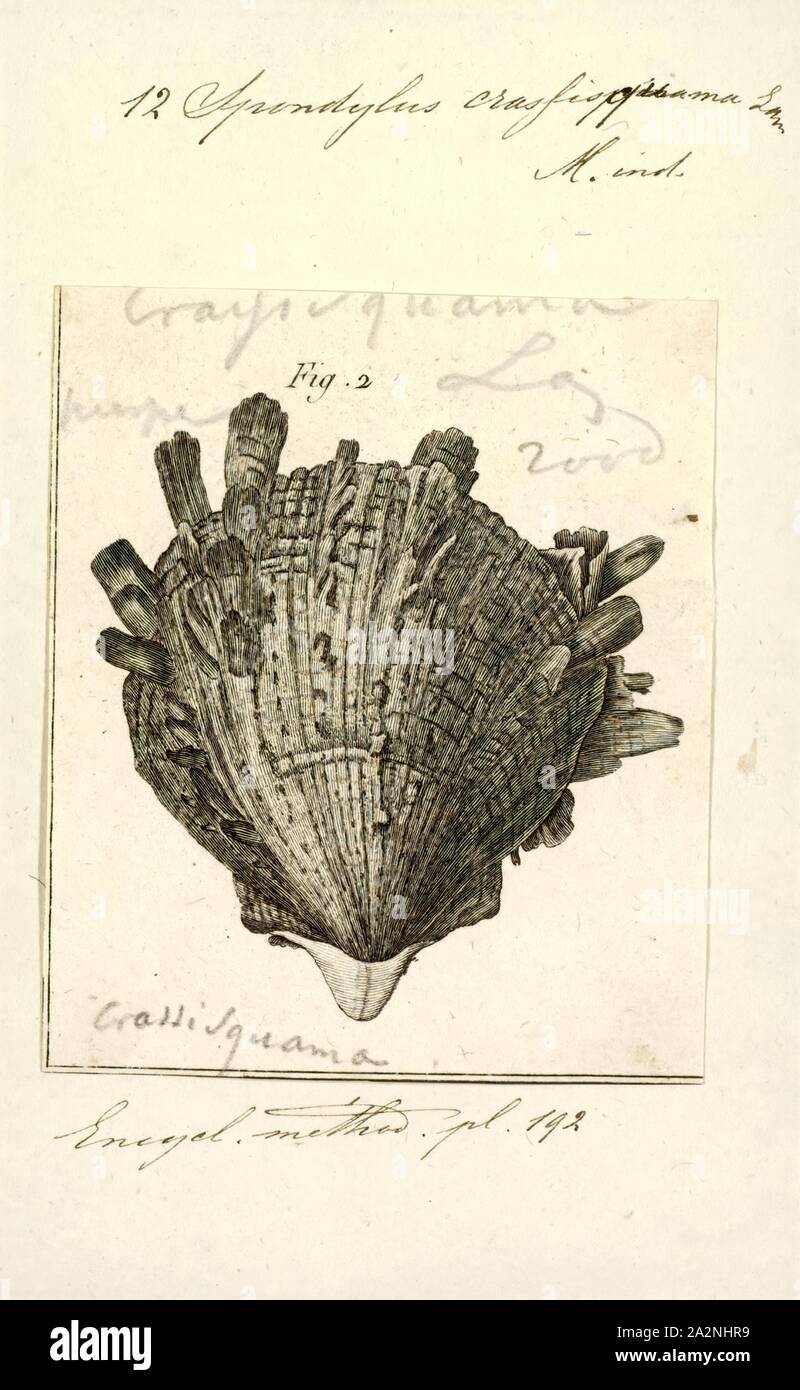 Spondylus crassi-squama, Print, Spondylus is a genus of bivalve ...