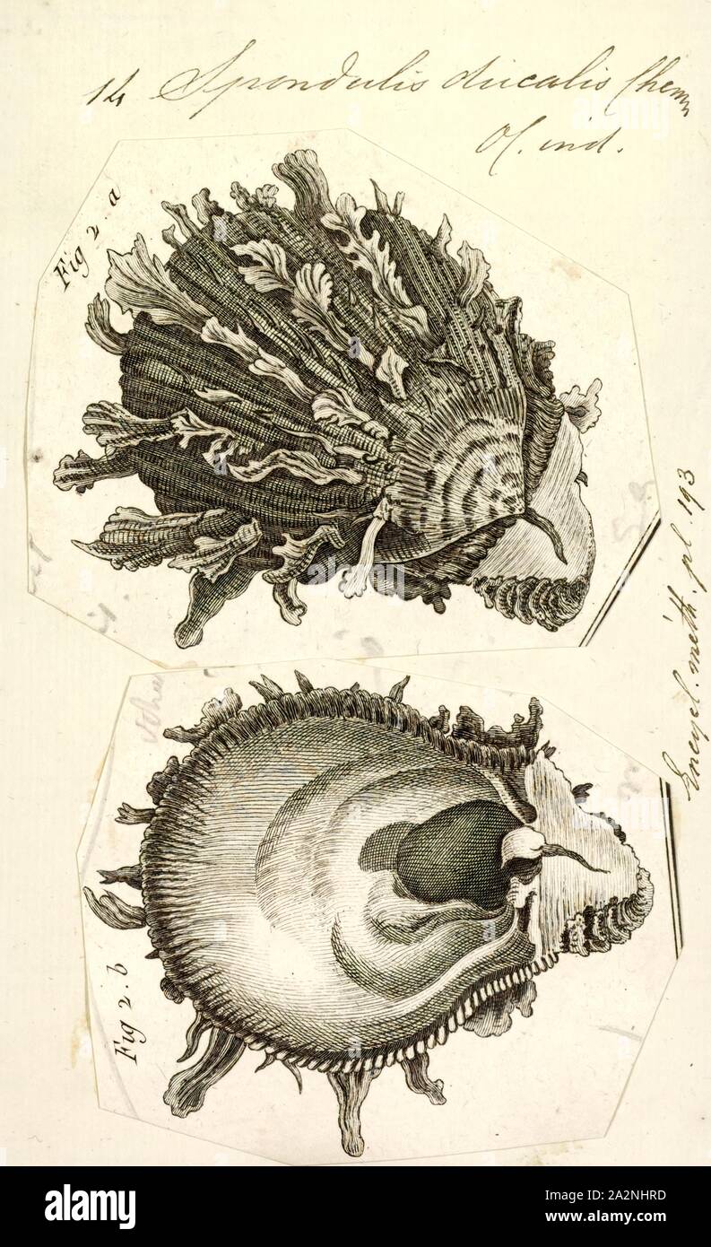 Spondylus ducalis hi-res stock photography and images - Alamy