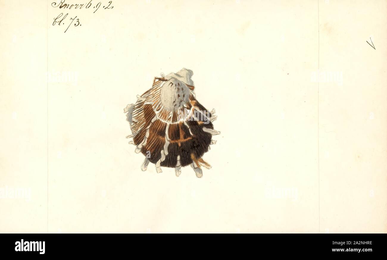 Mediterranean sea species hi-res stock photography and images - Alamy