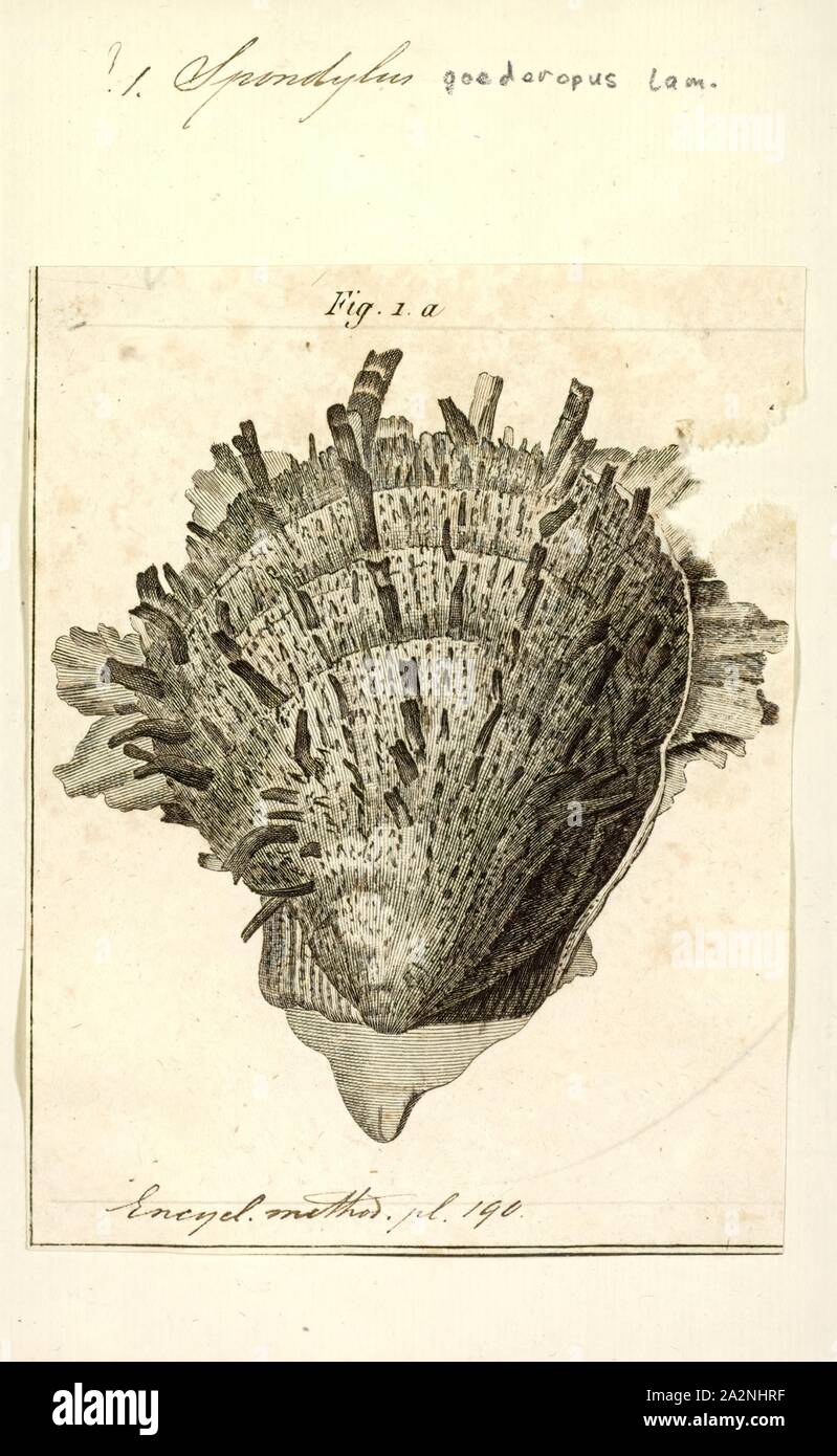 Mediterranean sea species hi-res stock photography and images - Alamy