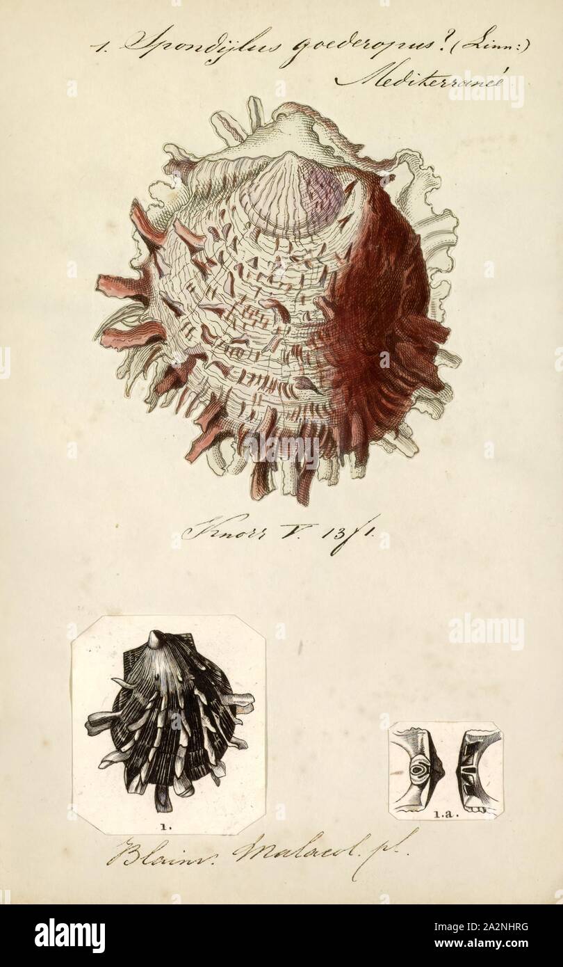 Spondylus gaederopus, Print, Spondylus gaederopus is a species of ...