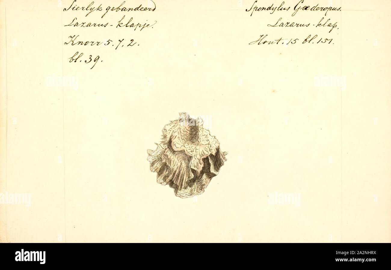 Spondylus gaederopus, Print, Spondylus gaederopus is a species of ...