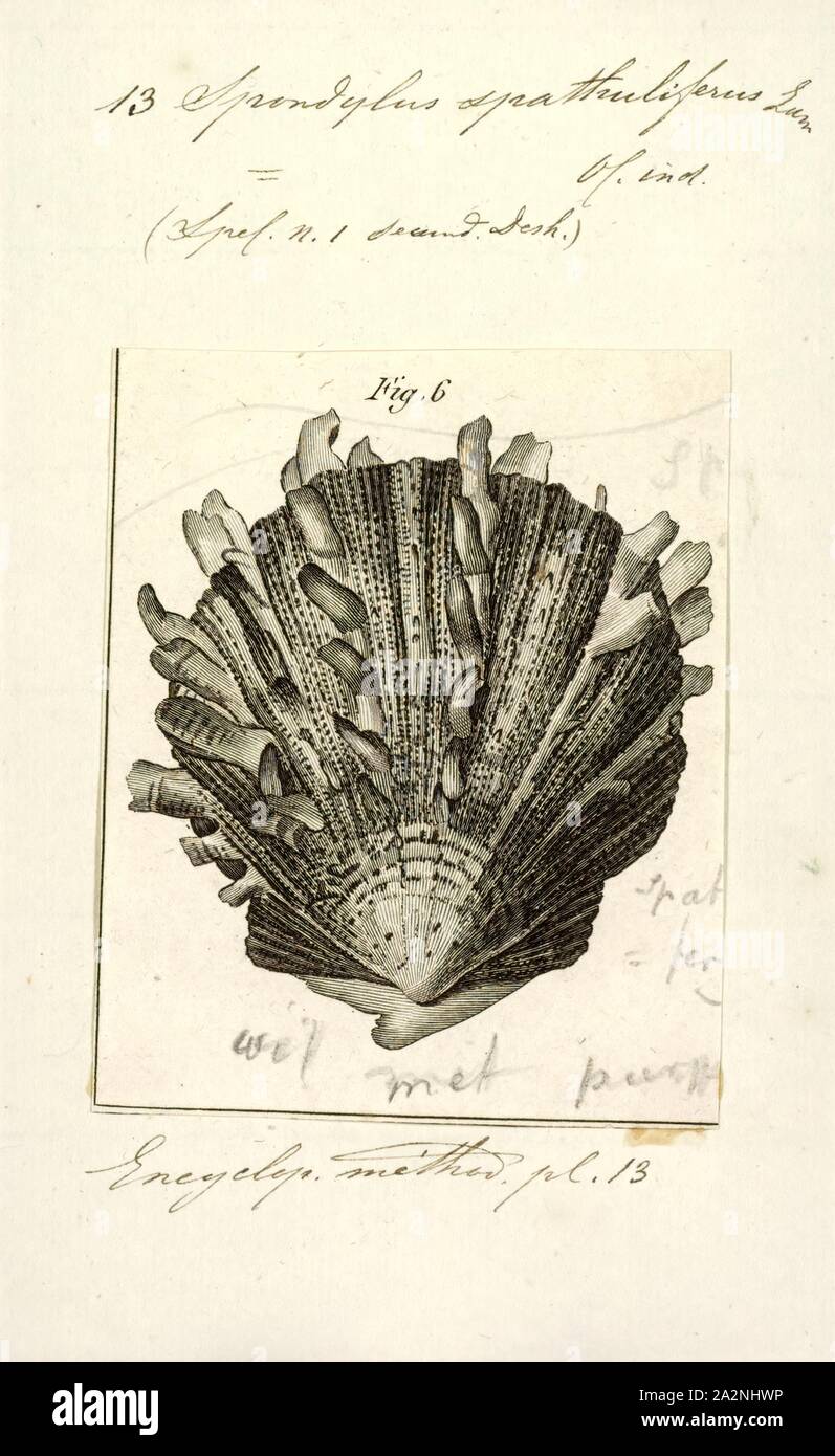 Spondylus spathuliferus, Print, Spondylus is a genus of bivalve ...