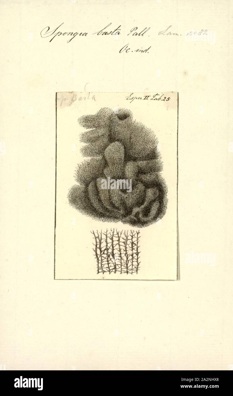 Spongia basta, Print, Spongia lamella in the Mediterranean Sea. Spongia ...
