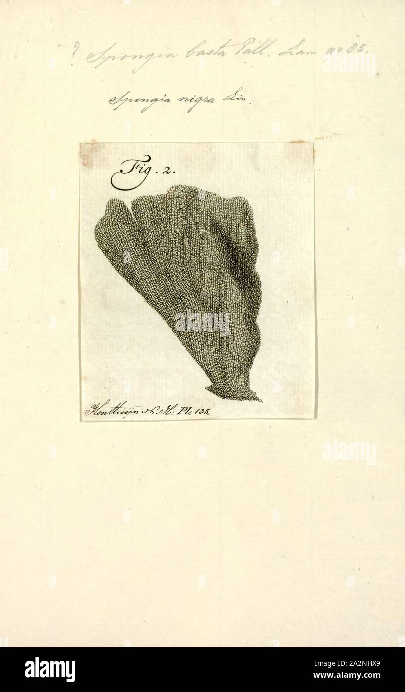 Spongia basta, Print, Spongia lamella in the Mediterranean Sea. Spongia ...