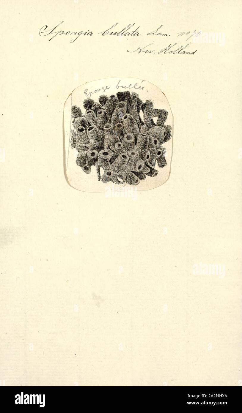 Spongia bullata hi-res stock photography and images - Alamy