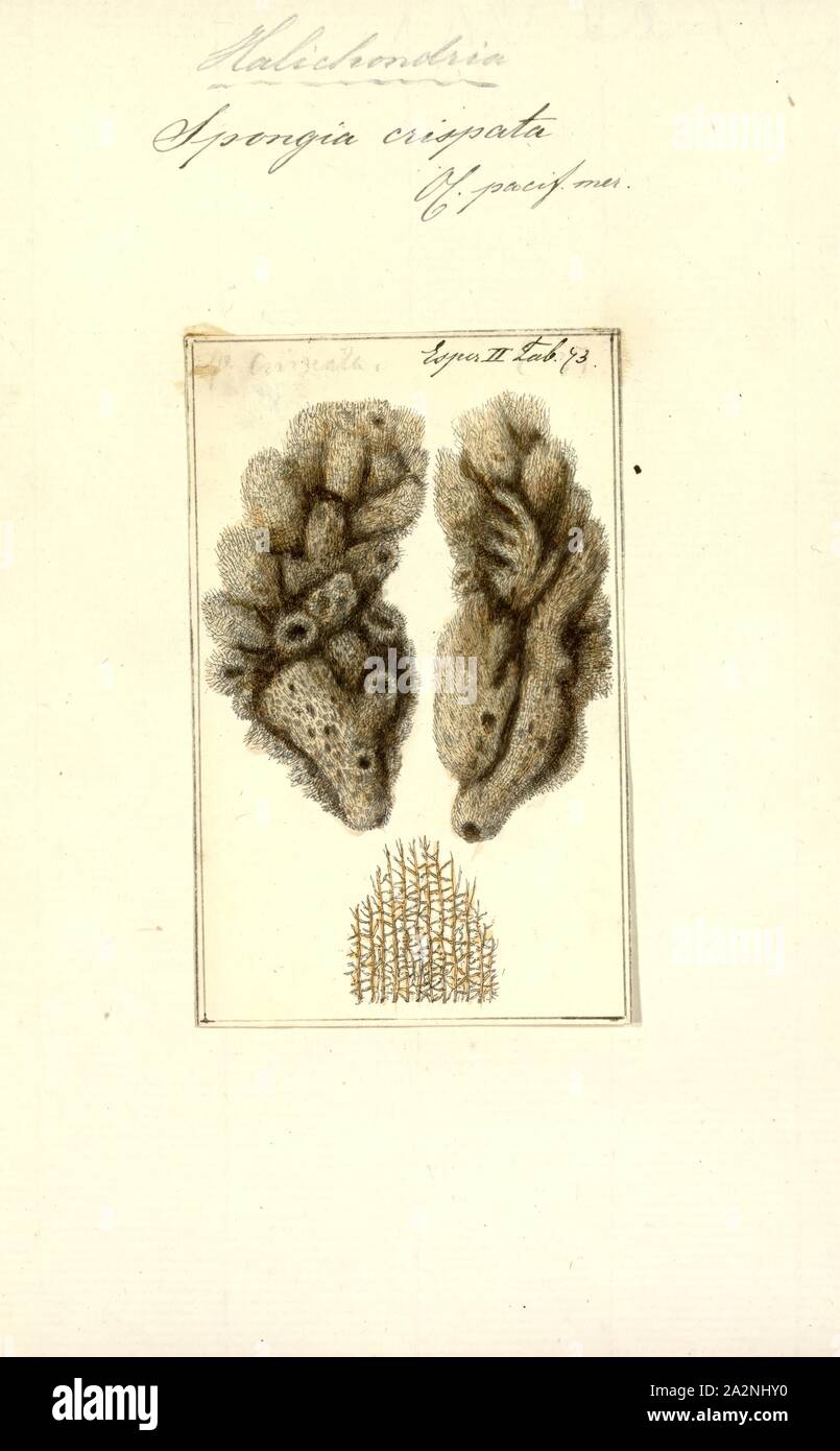 Spongia crispata hi-res stock photography and images - Alamy