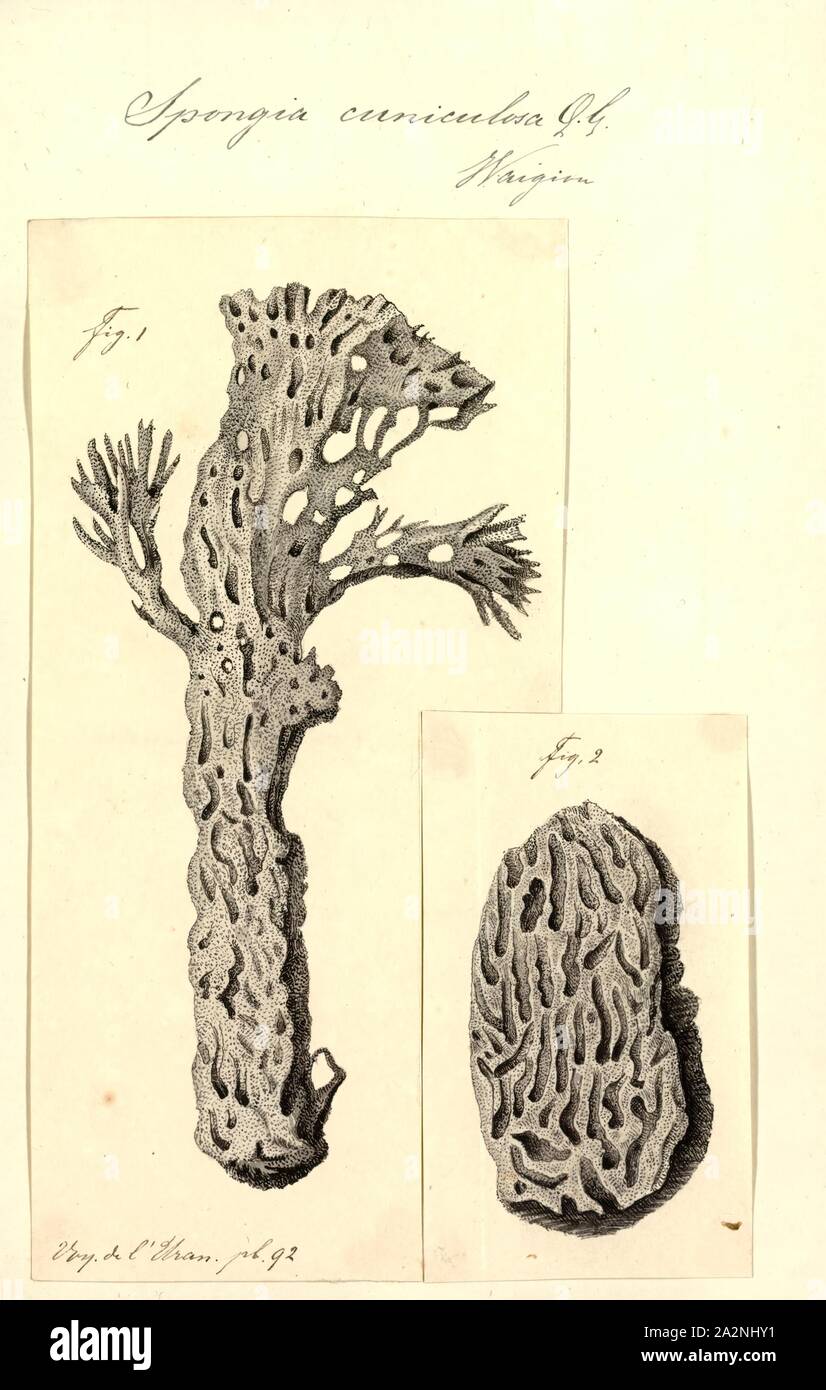 Spongia officinalis hi-res stock photography and images - Alamy