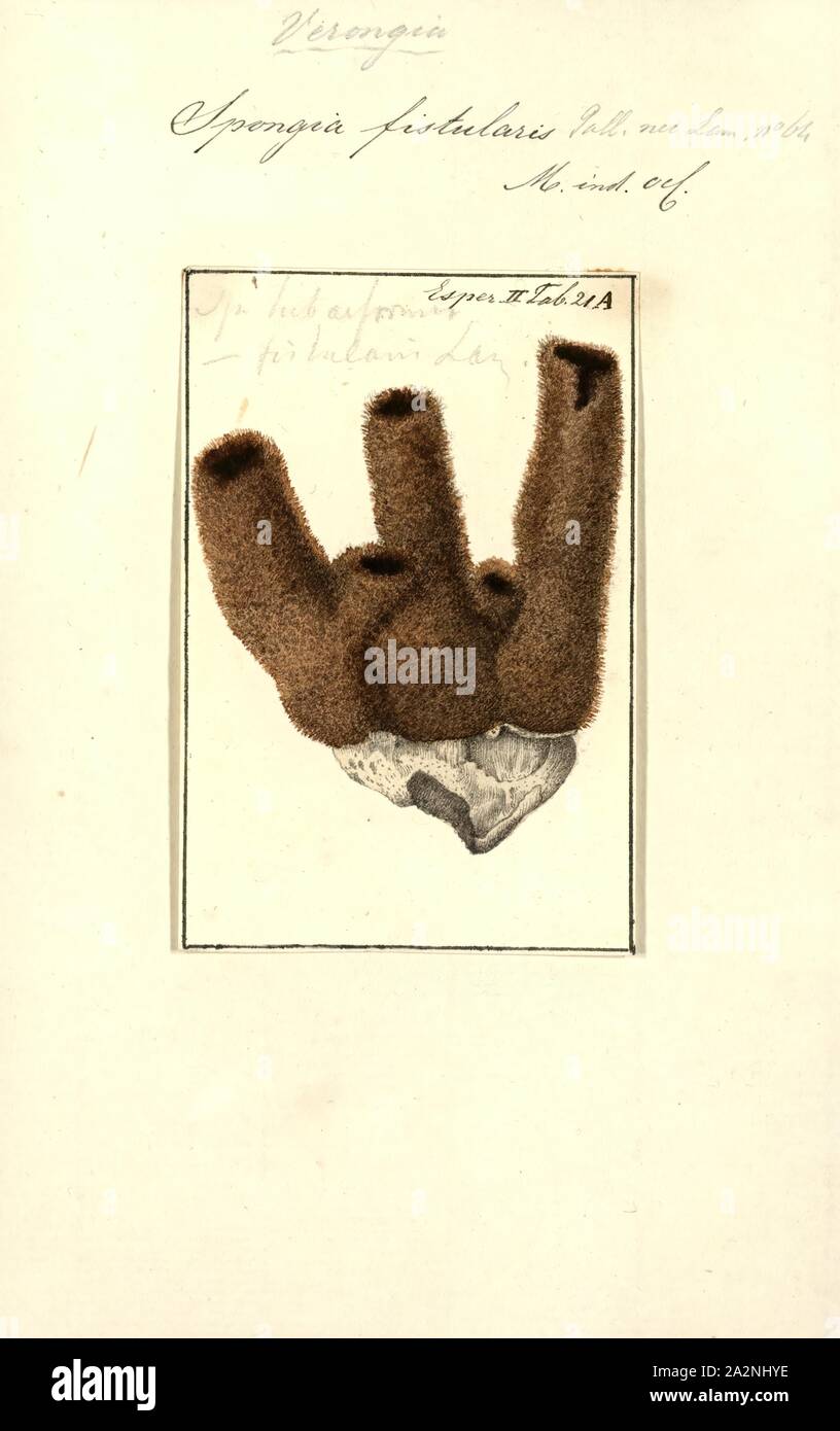 Spongia fistularis hi-res stock photography and images - Alamy