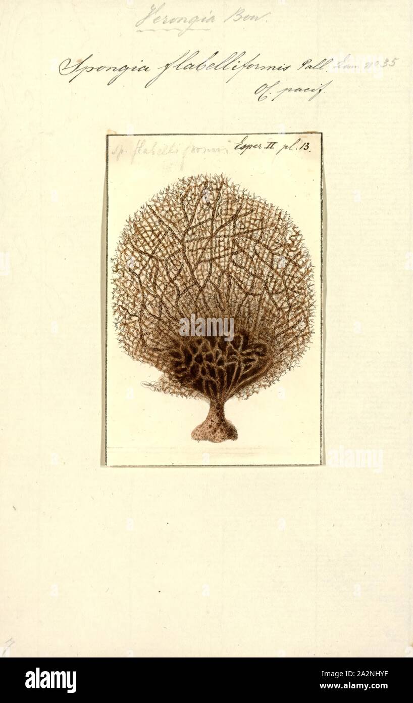 Spongia flabelliformis hi-res stock photography and images - Alamy