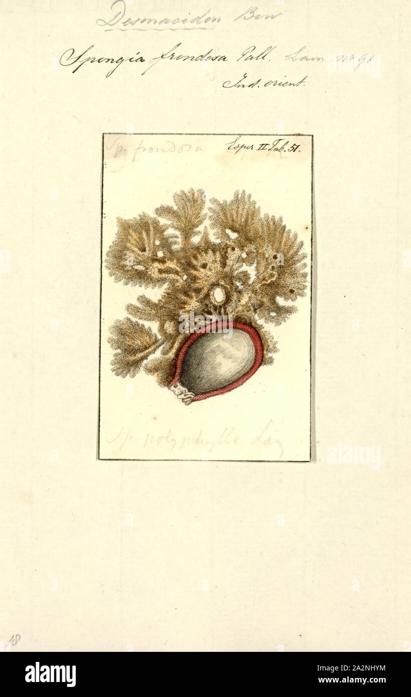 Spongia frondosa, Print, Spongia lamella in the Mediterranean Sea ...