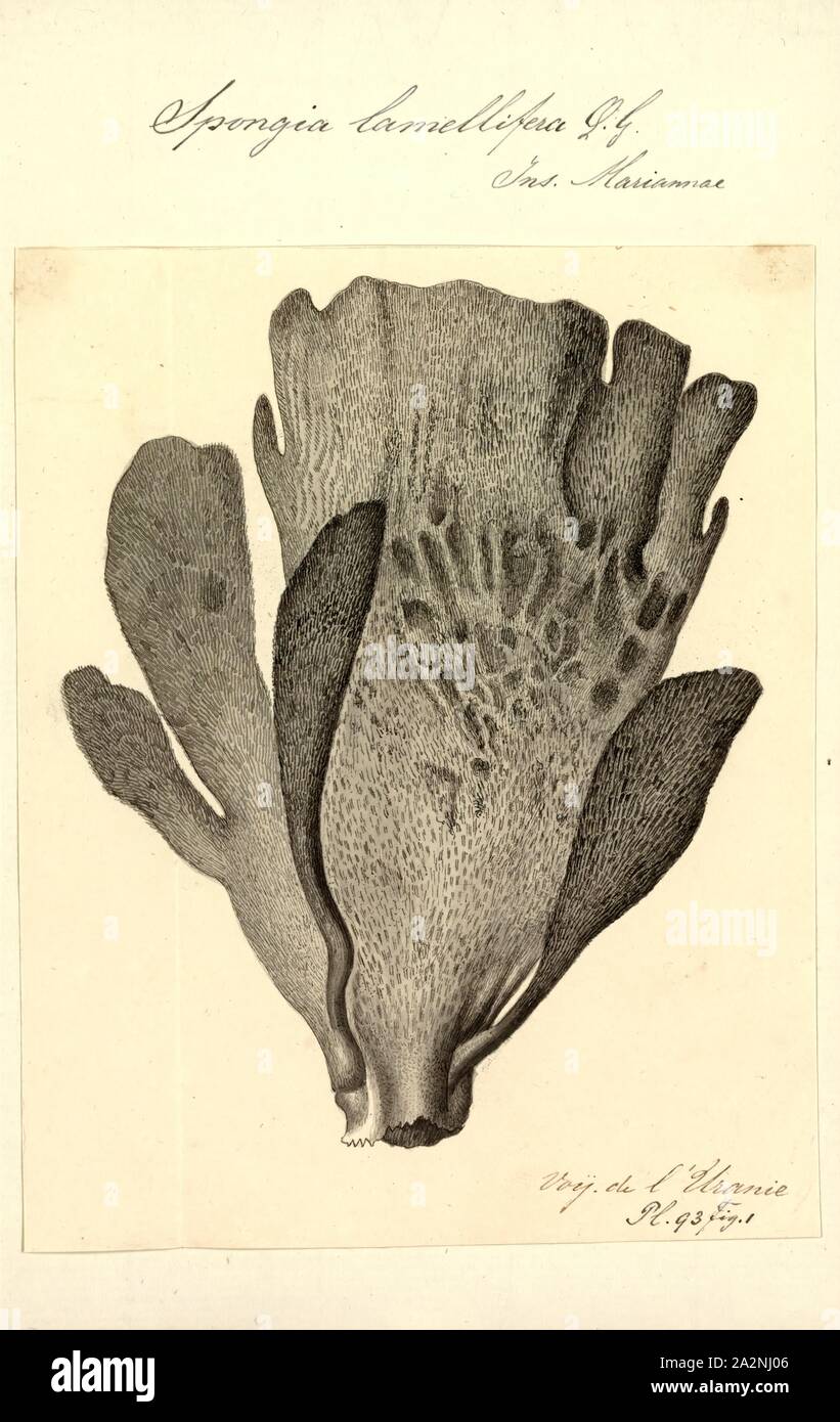 Spongia lamellifera hi-res stock photography and images - Alamy