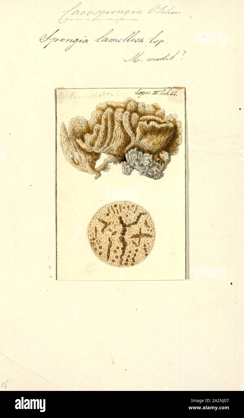 Spongia lamellosa hi-res stock photography and images - Alamy