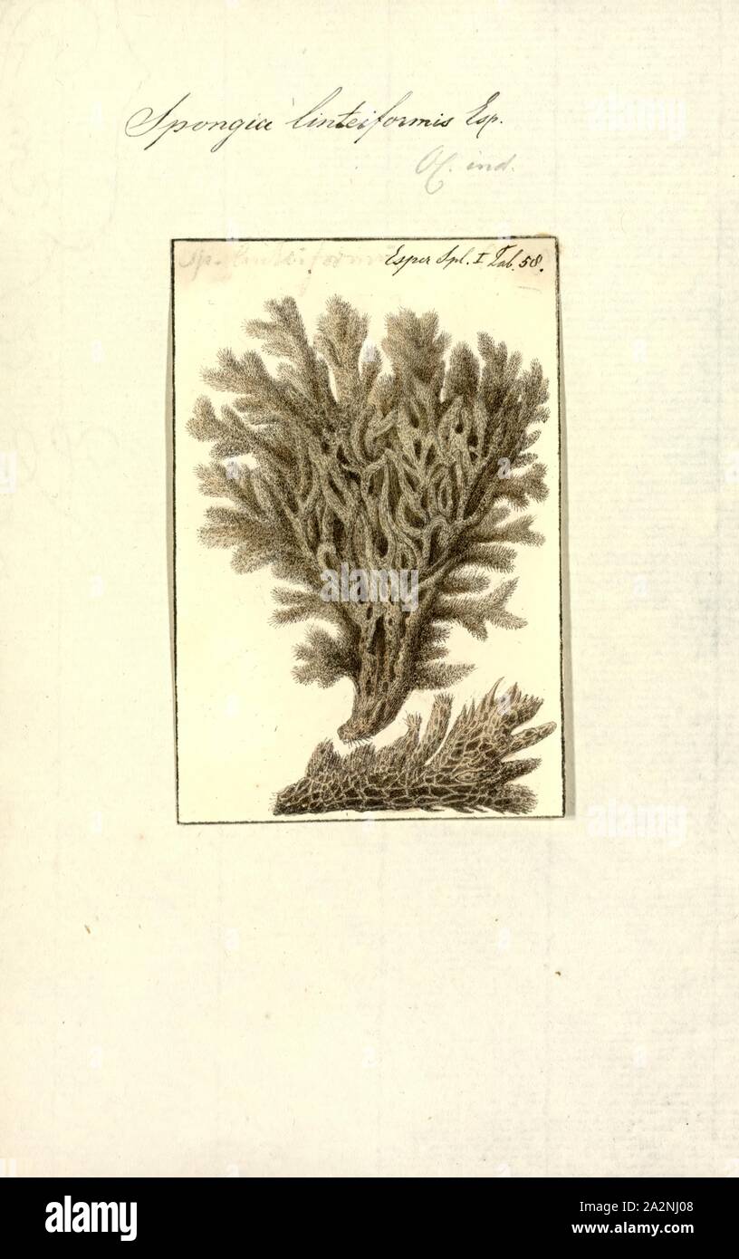 Spongia linteiformis, Print, Spongia lamella in the Mediterranean Sea ...