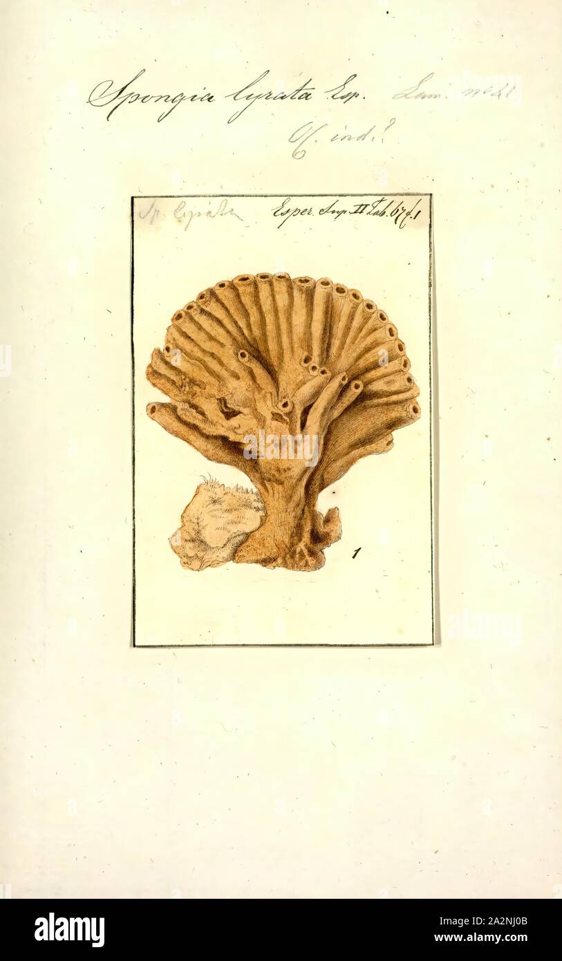 Spongia lyrata, Print, Spongia lamella in the Mediterranean Sea ...