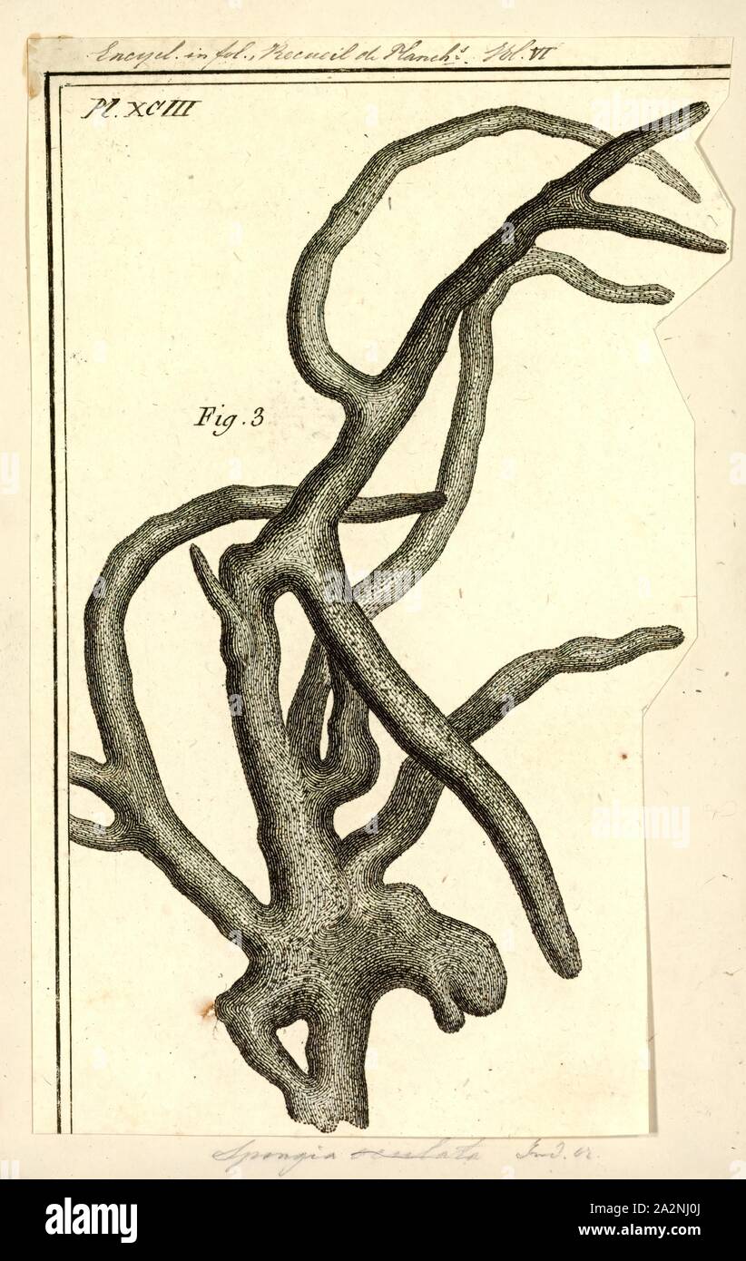 Spongia oculata, Print, Spongia lamella in the Mediterranean Sea ...