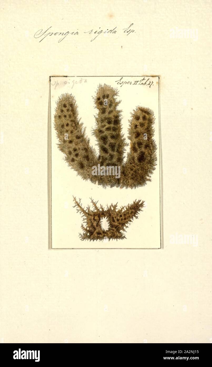 Spongia rigida, Print, Spongia lamella in the Mediterranean Sea ...