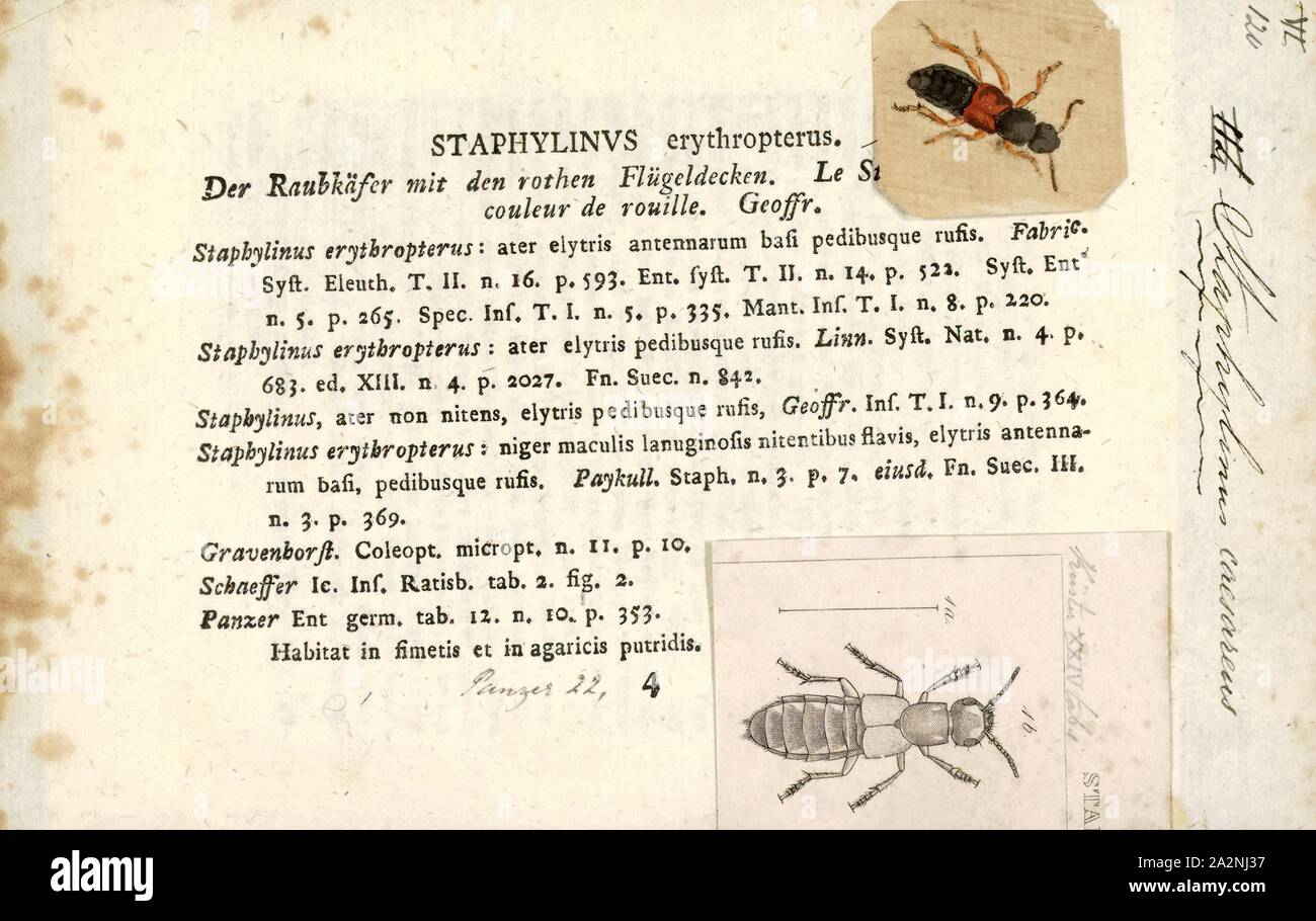 Staphylinidae beetles hi-res stock photography and images - Alamy