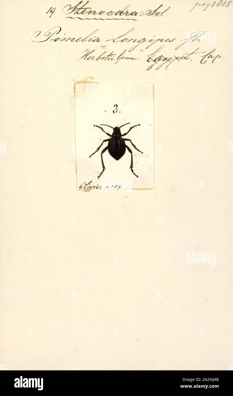 Stenocara, Print, Stenocara is a genus of darkling beetles which is ...