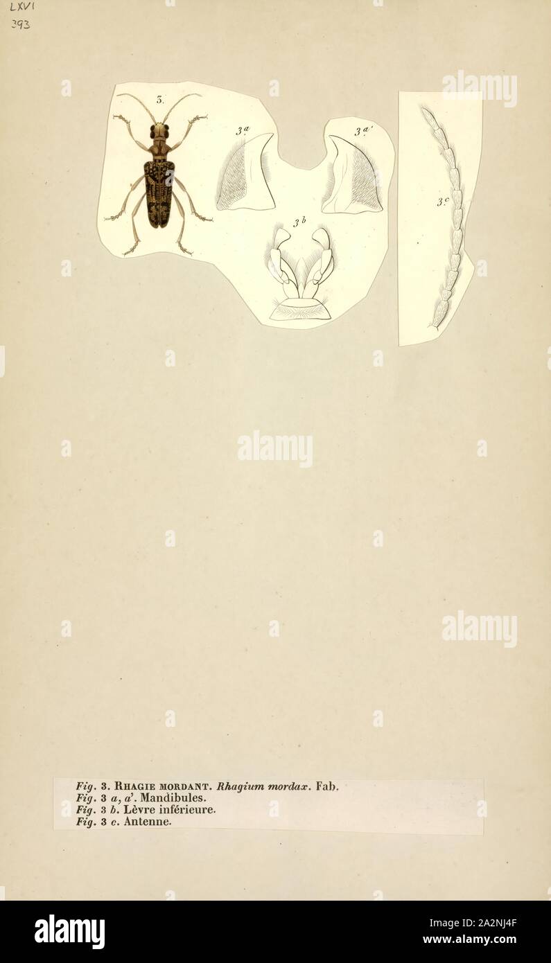 Stenocorus, Print, Stenocorus is a genus of beetles in the family ...