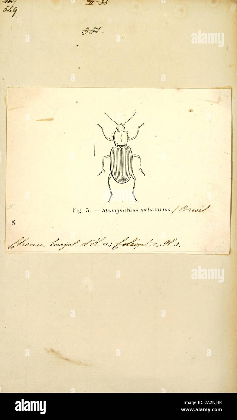 Stenognathus, Print, Stenognathus is a genus of beetles in the family ...