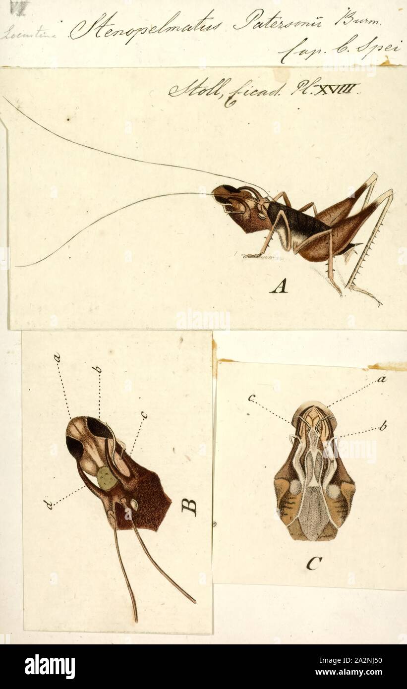 Stenopelmatus, Print, Jerusalem crickets (or potato bugs) are a group ...