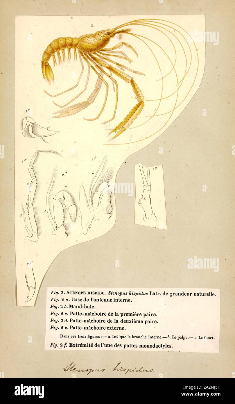 Stenopodidea banded coral shrimp hi-res stock photography and images ...