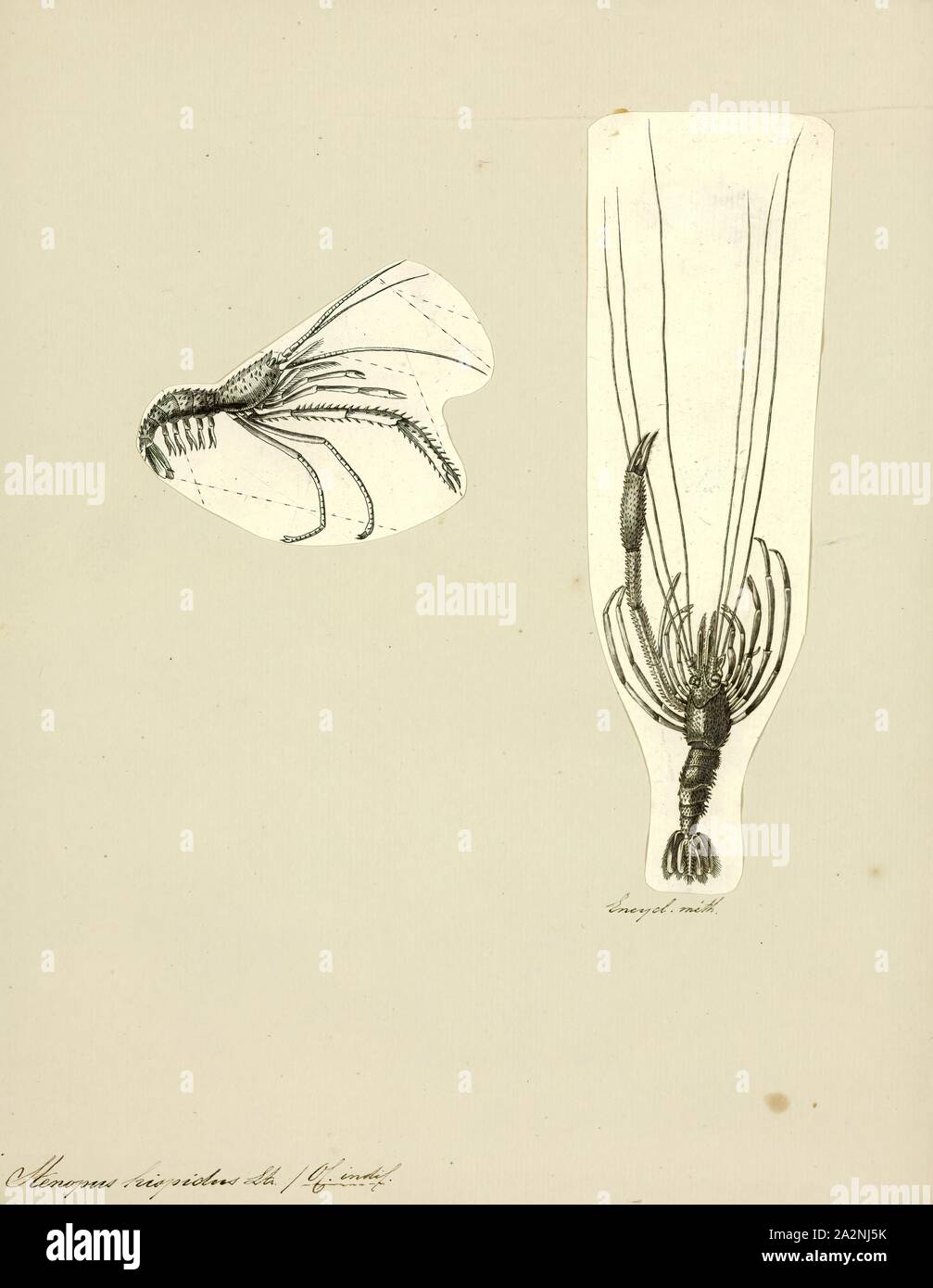 Stenopodidea banded coral shrimp hi-res stock photography and images ...