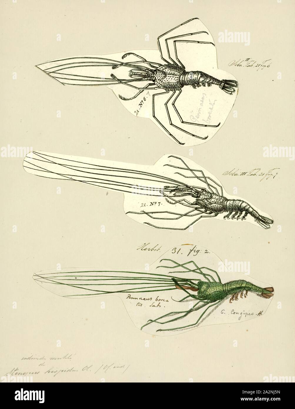 Stenopus hispidus, Print, Stenopus hispidus is a shrimp-like decapod ...