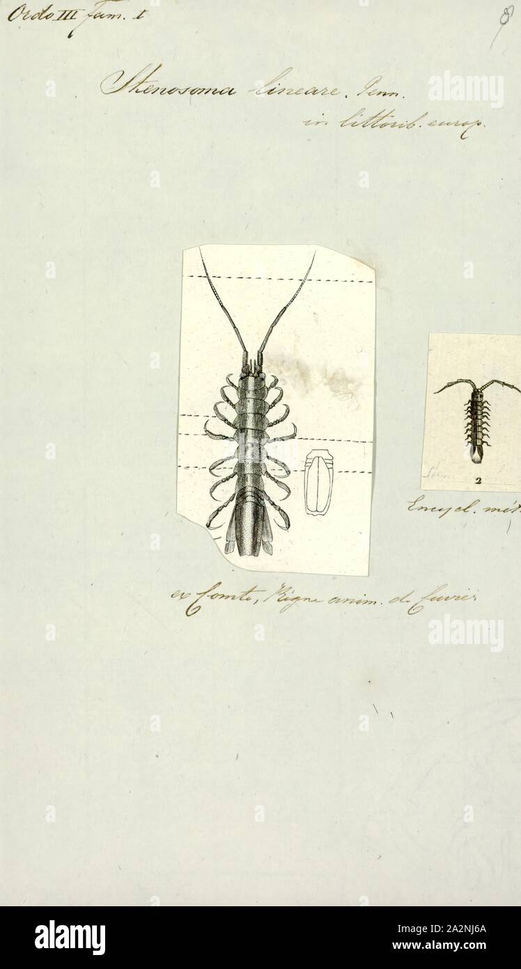 Stenosoma lineare, Print, Idotea linearis is a species of elongated ...