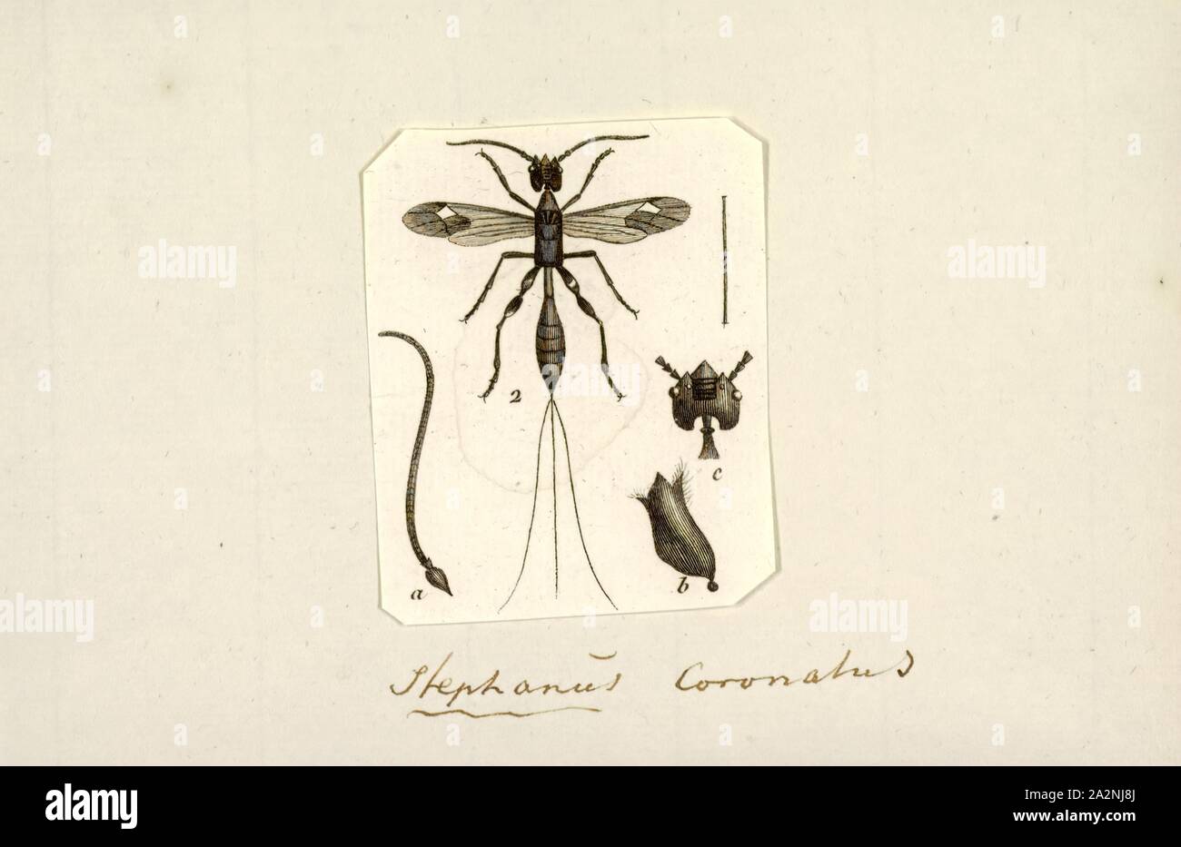 Stephanus hi-res stock photography and images - Alamy