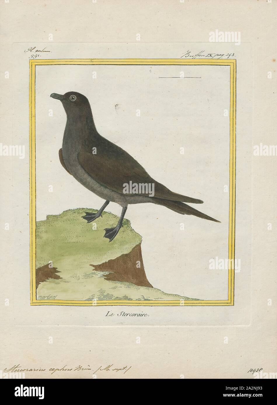 Jaegers group hi-res stock photography and images - Alamy