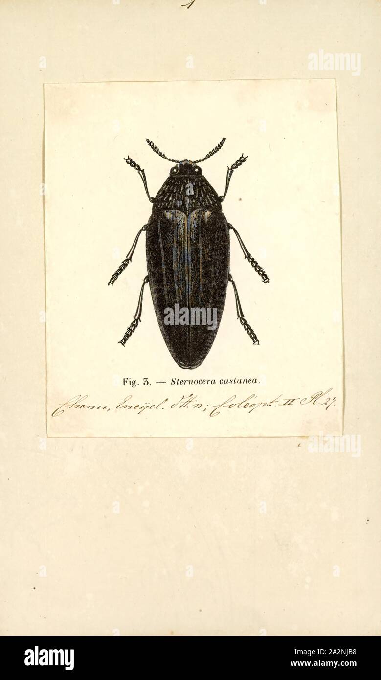 Sternocera hi-res stock photography and images - Alamy