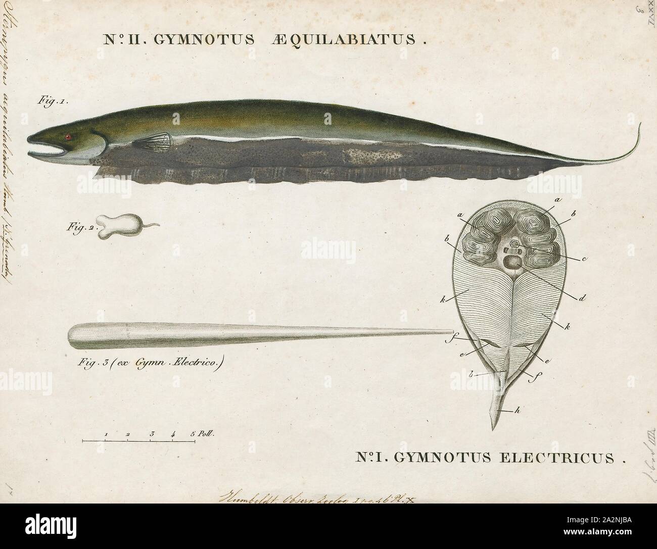 Sternopygus aequilabiatus, Print, Sternopygus is a genus of glass ...