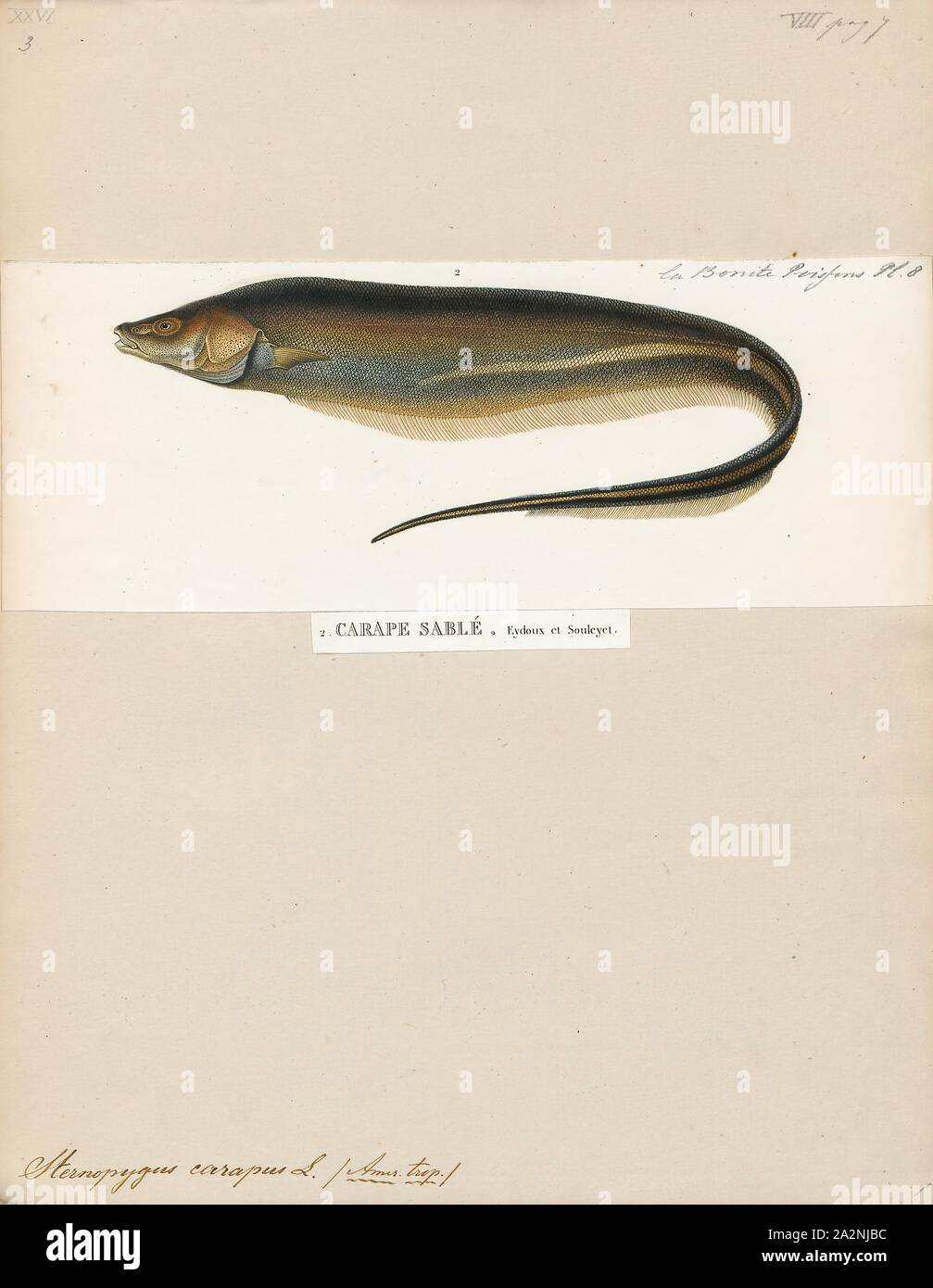 Sternopygus carapus, Print, Sternopygus is a genus of glass knifefishes ...