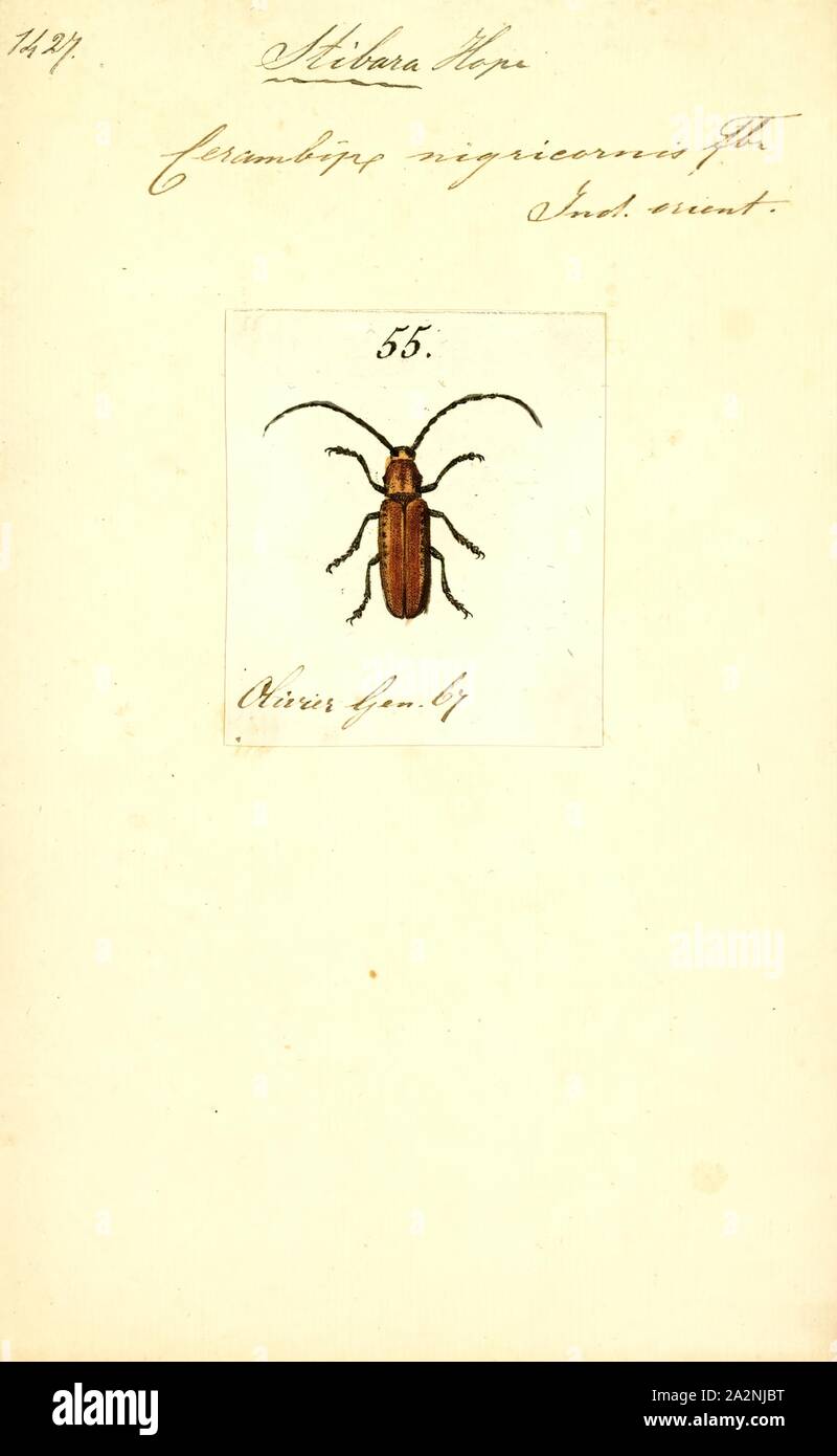 Stibara, Print, Stibara is a genus of longhorn beetles of the subfamily ...