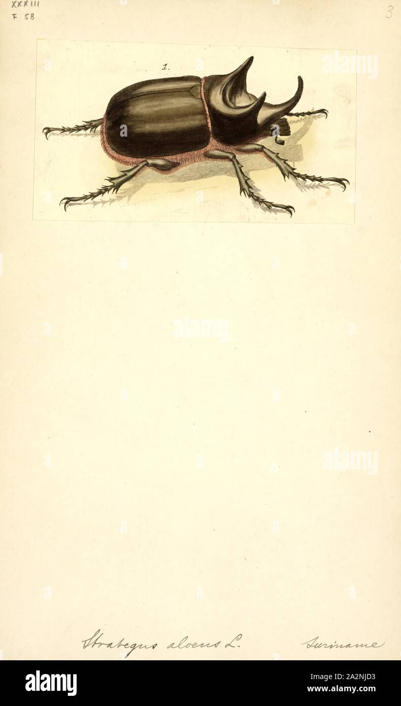 Strategus hi-res stock photography and images - Alamy