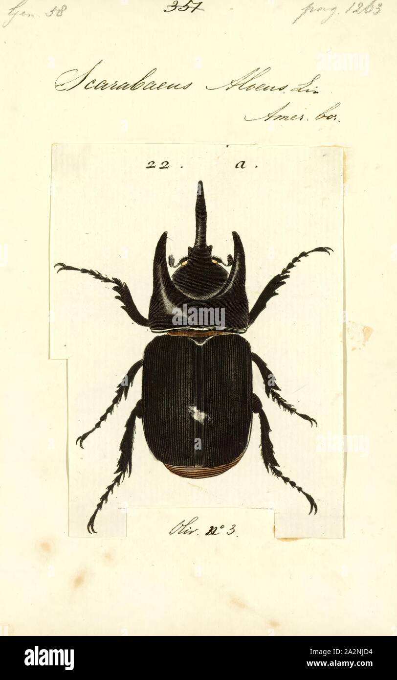 Strategus hi-res stock photography and images - Alamy