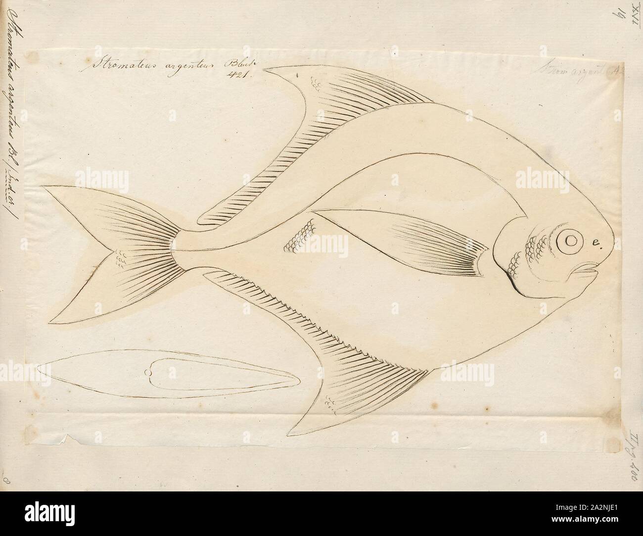 Stromateus argenteus hi-res stock photography and images - Alamy