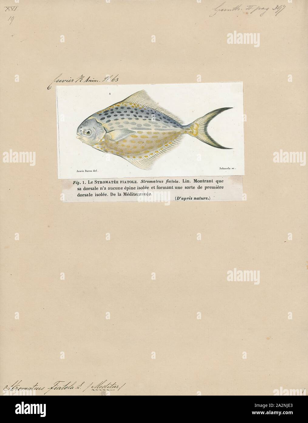 Stromateus fiatola hi-res stock photography and images - Alamy