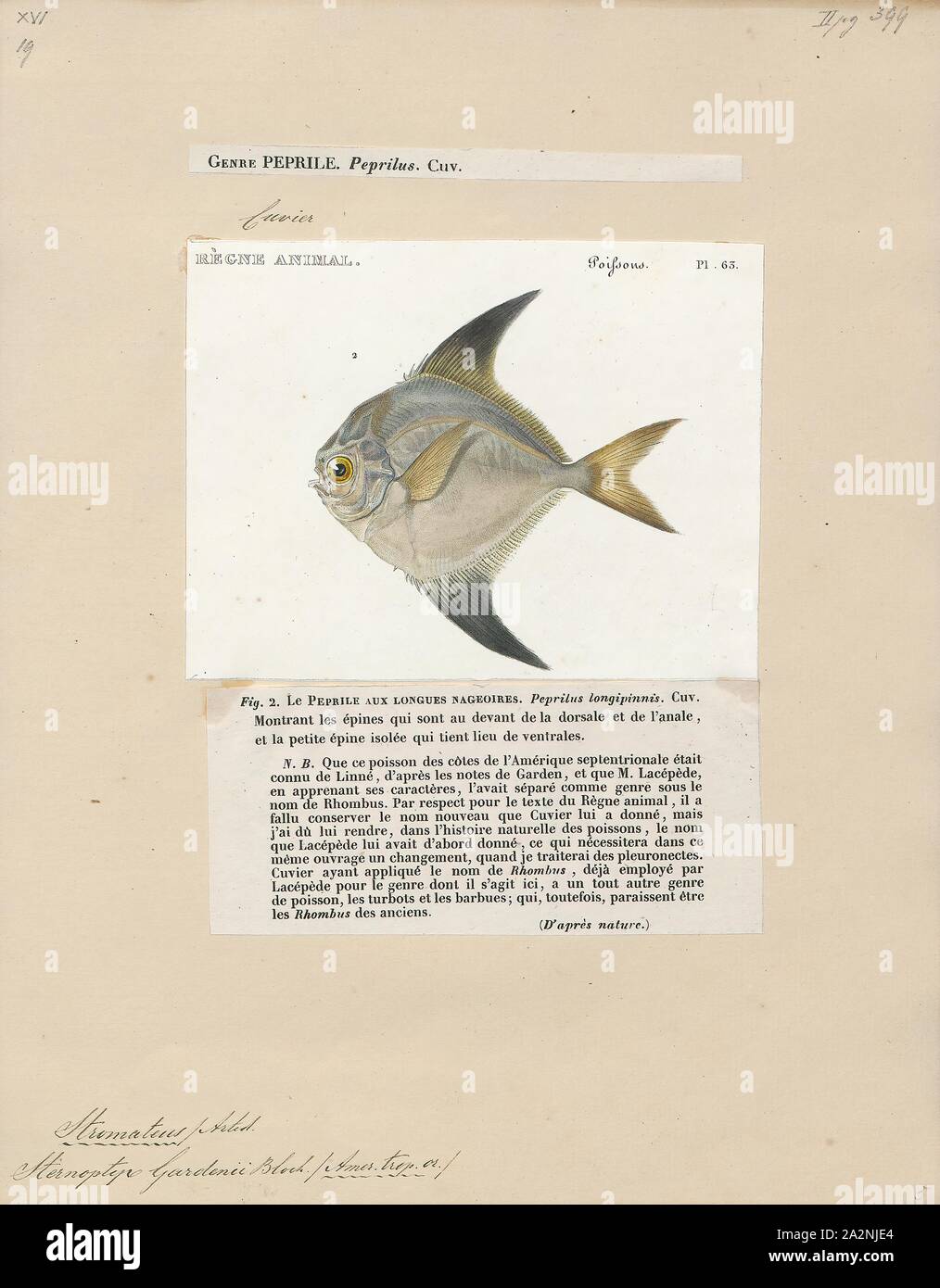 Stromateus hi-res stock photography and images - Alamy