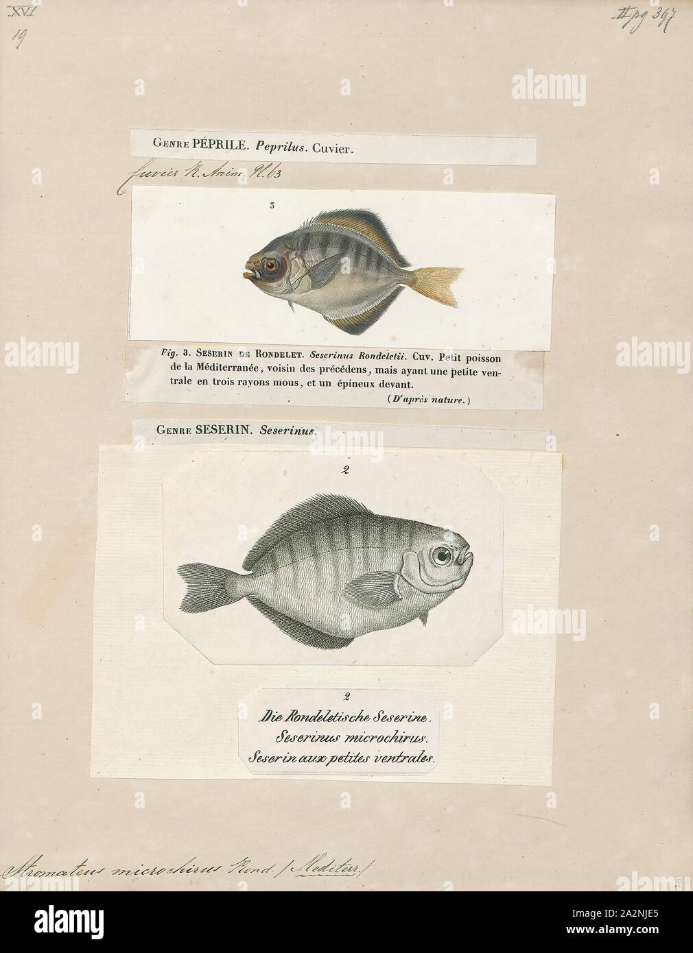 Stromateus hi-res stock photography and images - Alamy