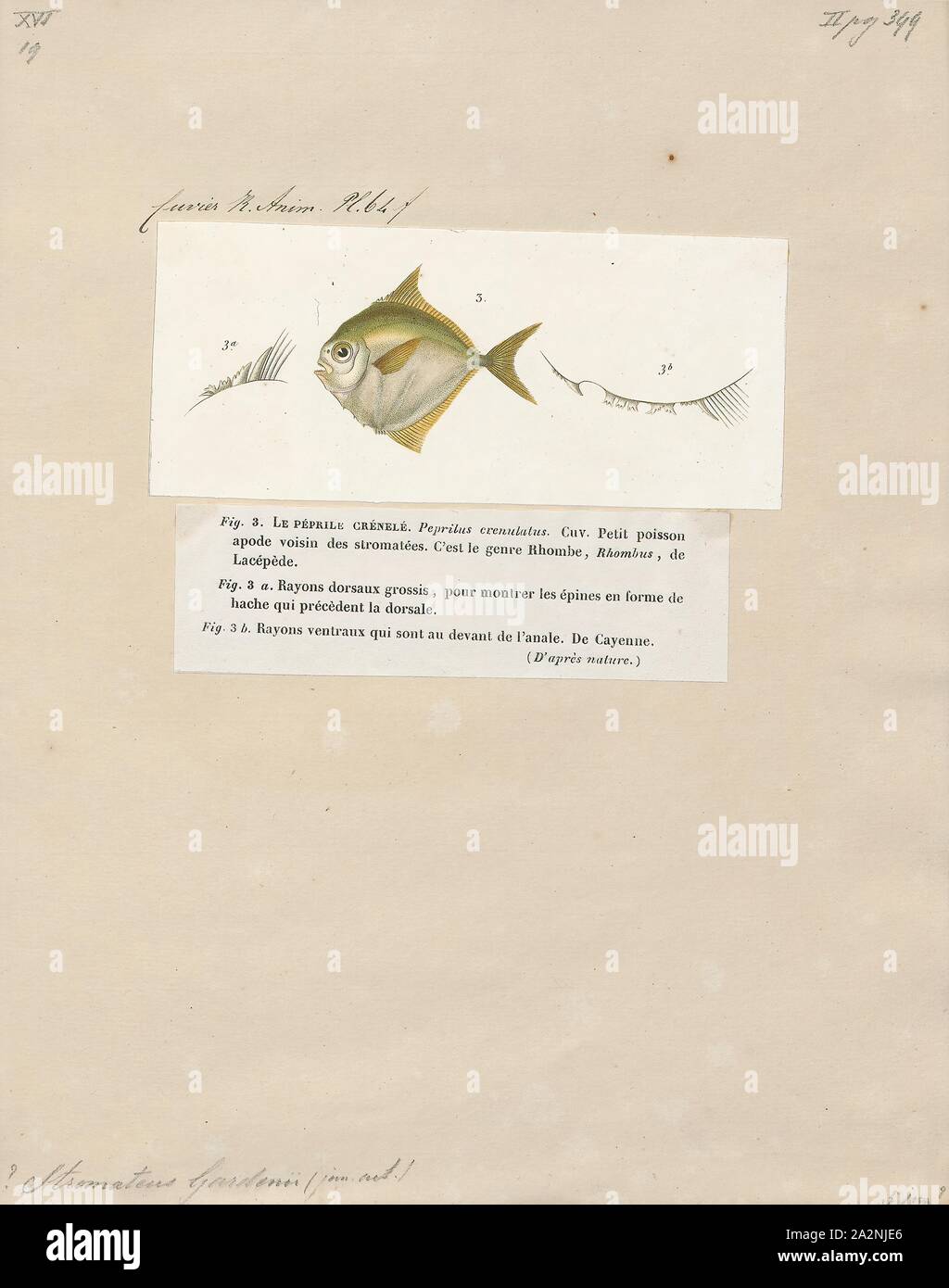 Stromateus hi-res stock photography and images - Alamy