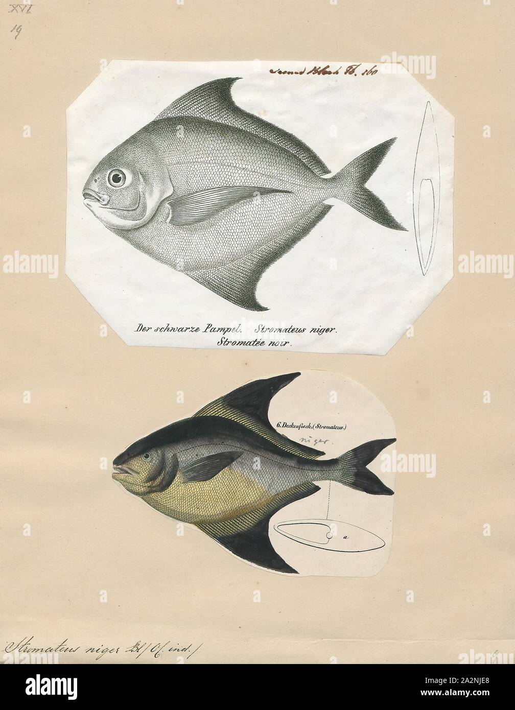 Stromateidae hi-res stock photography and images - Alamy